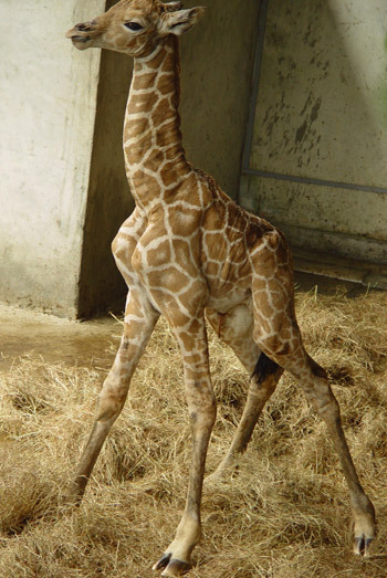 談動物園中過剩動物之問題（一）──Issues of Surplus Animals | 關懷生命協會